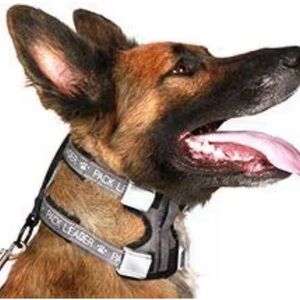 Dog | Cesar Millan Pack Leader Collar Blue And Blacknwt Size Large ...